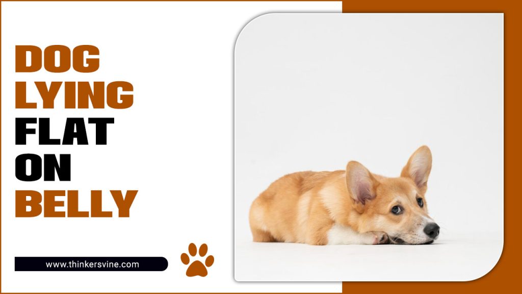 Dog Lying Flat On Belly [6 Ultimate Reasons & Fixing]