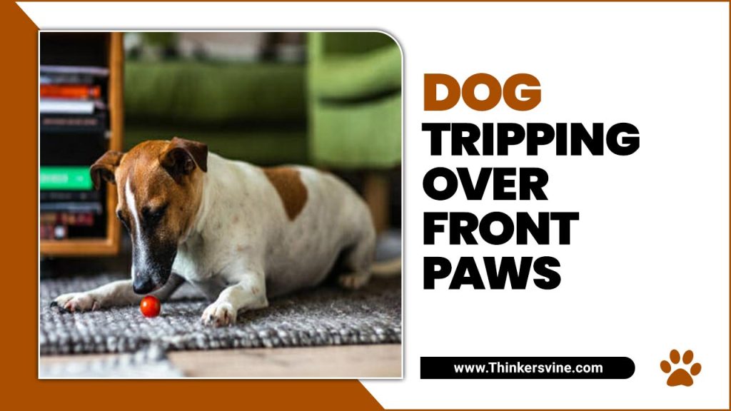Dog Tripping Over front Paws [Causes & Ways To Fixing]