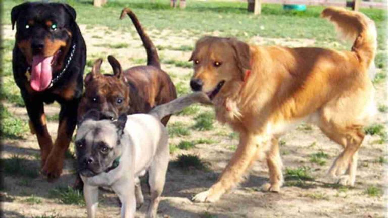 How Many Dogs Make A Pack [Find Out The Answer]