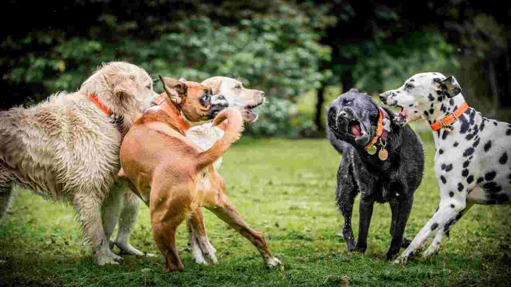 How Many Dogs Make A Pack [Find Out The Answer]