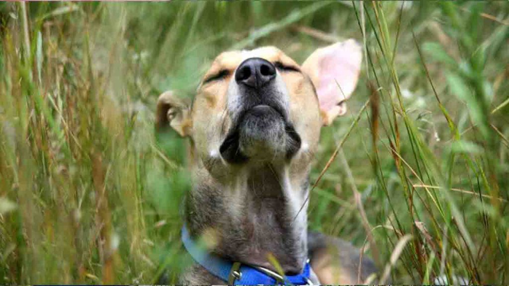 How To Reintroducing Dogs After A Fight? [Prevent In The Future Fights]