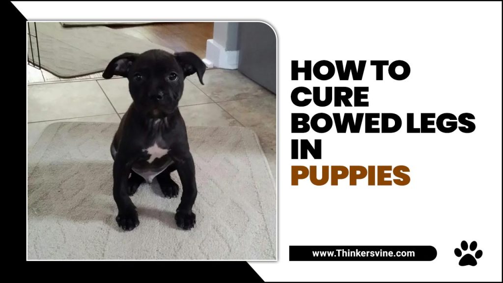 Cure Bowed Legs In Puppies - [ 5 Easy Step By Step Solution ]