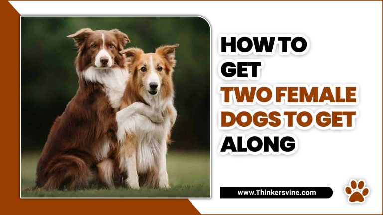 Get Two Female Dogs To Get Along [Various Ways To Try With]