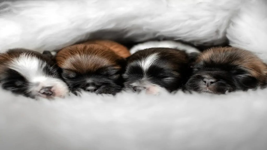 What To Feed Puppies At 3 Weeks? - Explore Puppies Food Diet Details