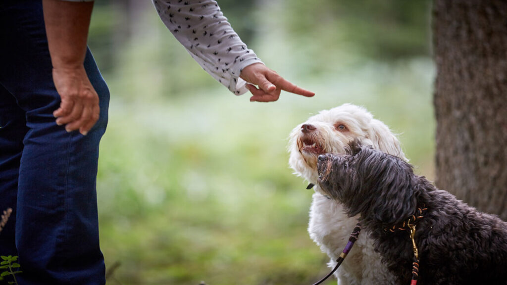 How To Reintroducing Dogs After A Fight: 11 Effective Tips