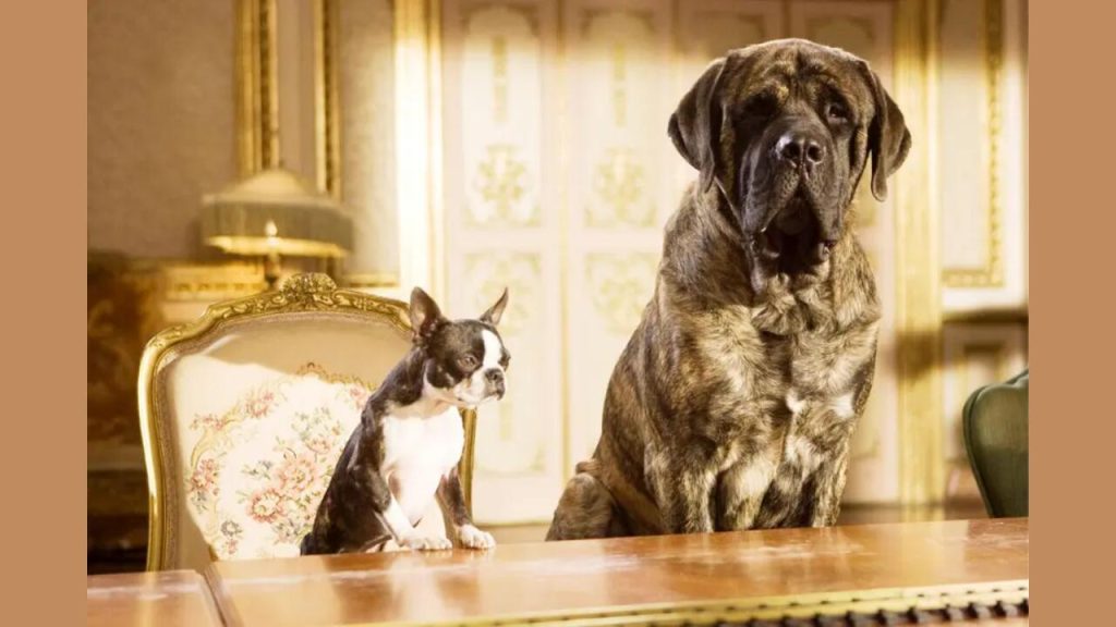 Cane Corsos in Movies & TV! - Silver Screen Stars