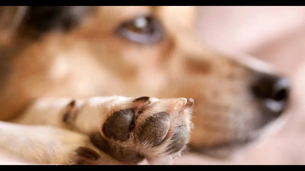 Dog Tripping Over front Paws [Causes & Ways To Fixing]