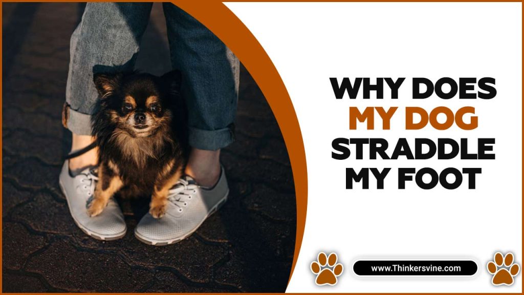 Dog Straddle My Foot [5 Main Reason Finally Reveled]