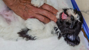 How To Tell Which Dog Is Alpha: 7 Quick And Easy Steps