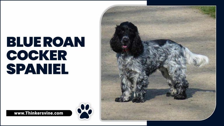 Blue Roan Cocker Spaniel - Discover The Enchanting
