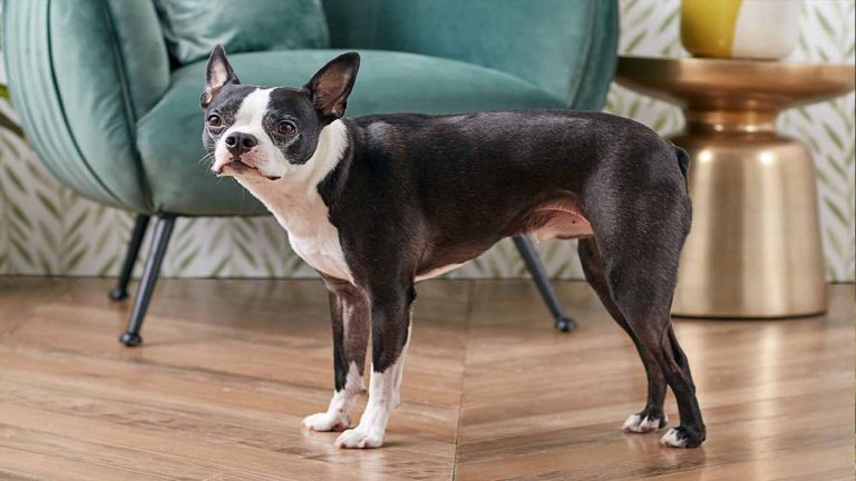 The Best Dog Breeds With Eyebrow Markings - Details Guide