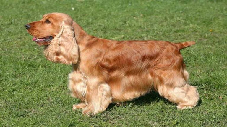 Understanding Your Cocker Spaniels Behavior: Explore 10 ways