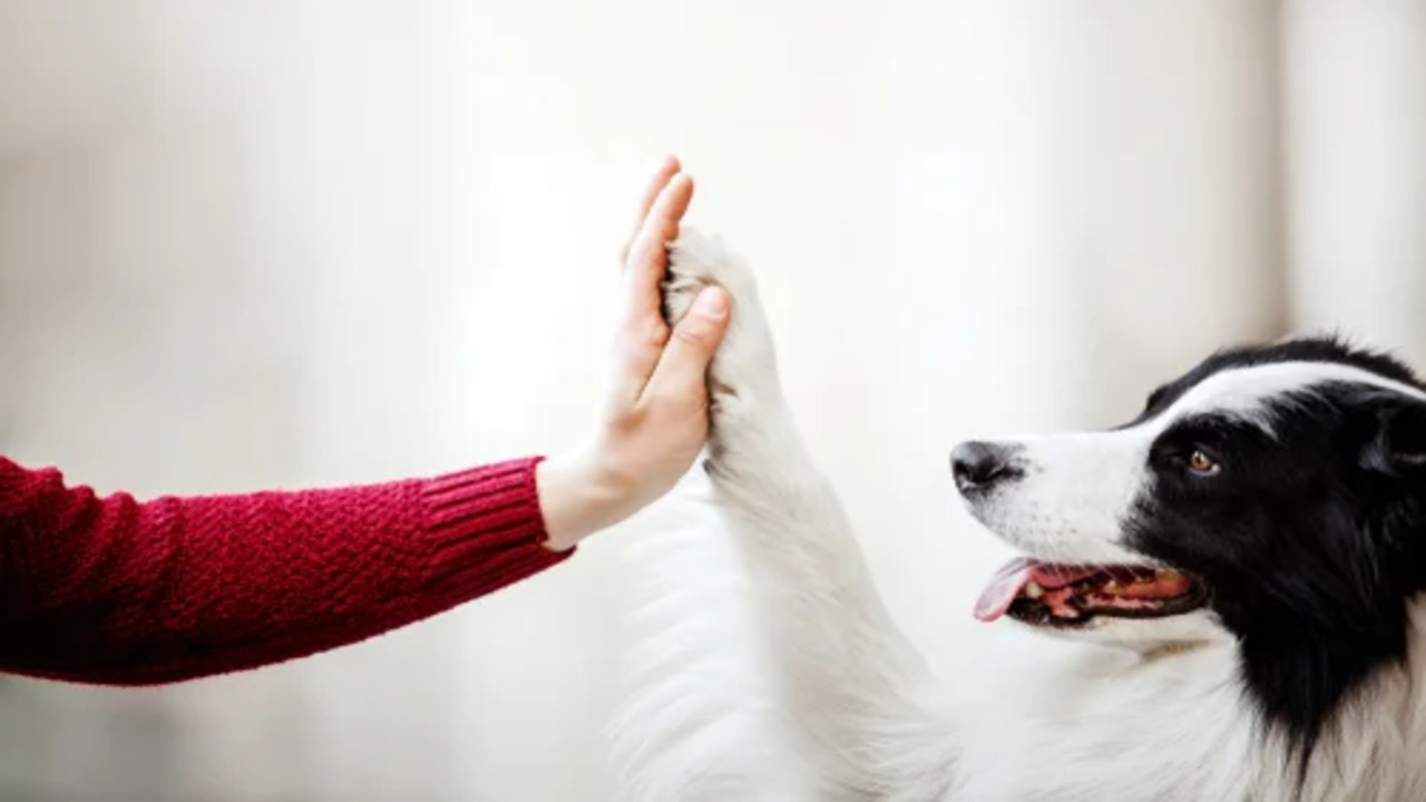 Emotional Support Animal Laws West Virginia: Explained in Detail