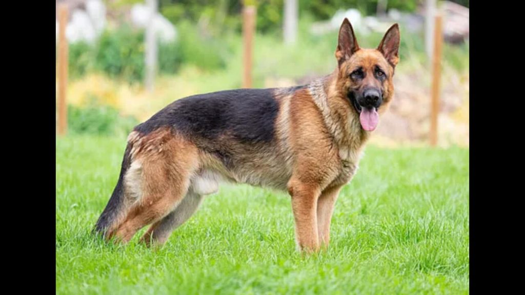 The Best Dog Breeds With Eyebrow Markings - Details Guide