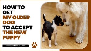 How To Get My Older Dog To Accept The New Puppy [ In 4 Steps]