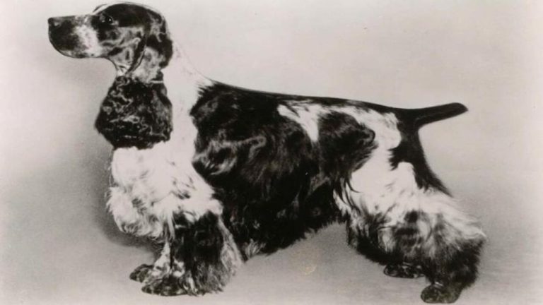 Understanding Your Cocker Spaniels Behavior: Explore 10 ways