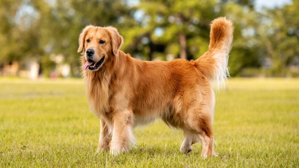 Golden Retriever Growth And Weight Chart - A Practical Guide