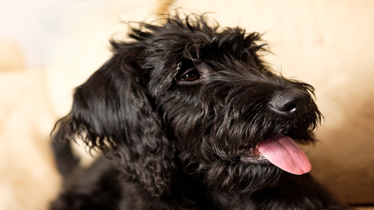 Schnauzer Labrador Mix: Is This The Right Dog For You?