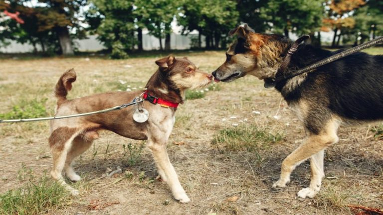 How To Get My Older Dog To Accept The New Puppy [ In 4 Steps]