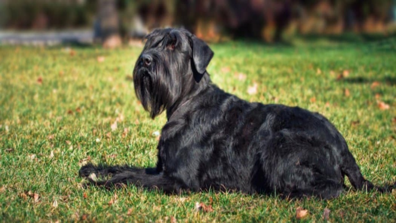 Schnauzer Labrador Mix: Is This The Right Dog For You?