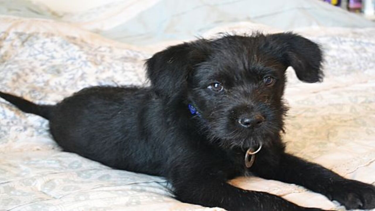 Schnauzer Labrador Mix: Is This The Right Dog For You?