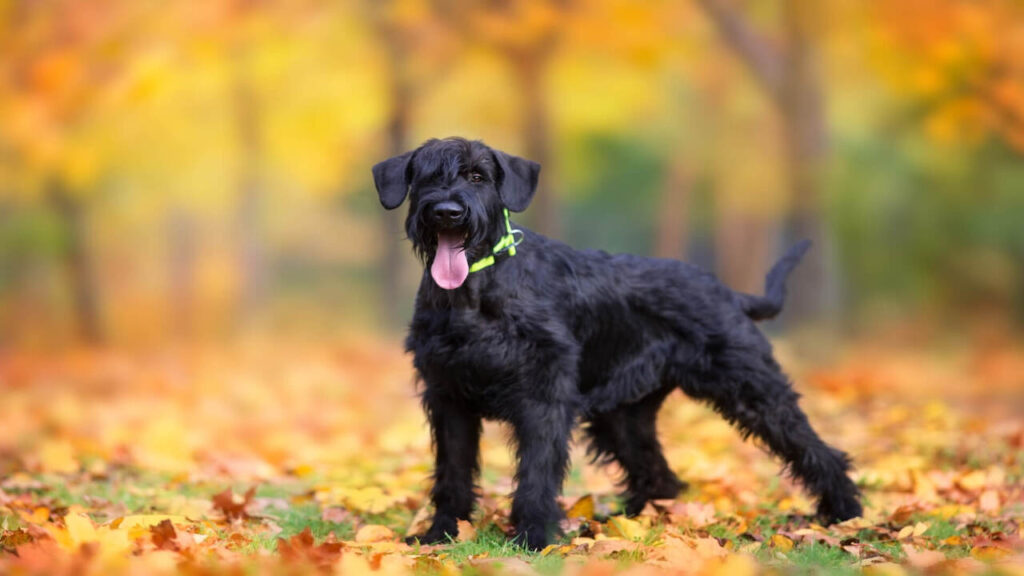 Schnauzer Lab Mix - A Beginner's Guide