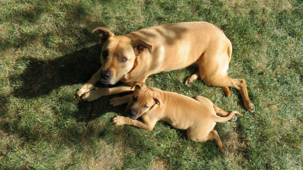 How To Get My Older Dog To Accept The New Puppy [ In 4 Steps]