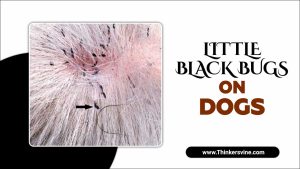 Facts About Little Black Bugs On Dogs: 7 Probable Reasons