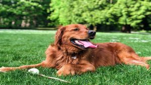 Golden Retriever Growth And Weight Chart - A Practical Guide