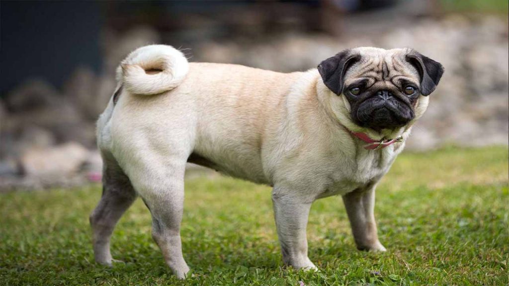 The Best Dog Breeds With Eyebrow Markings - Details Guide