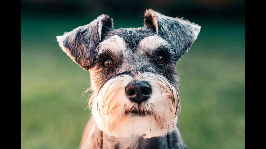 The Best Dog Breeds With Eyebrow Markings - Details Guide