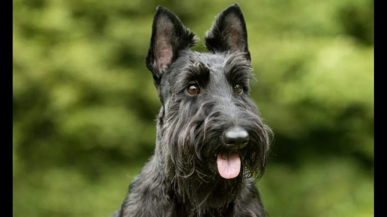 The Best Dog Breeds With Eyebrow Markings - Details Guide