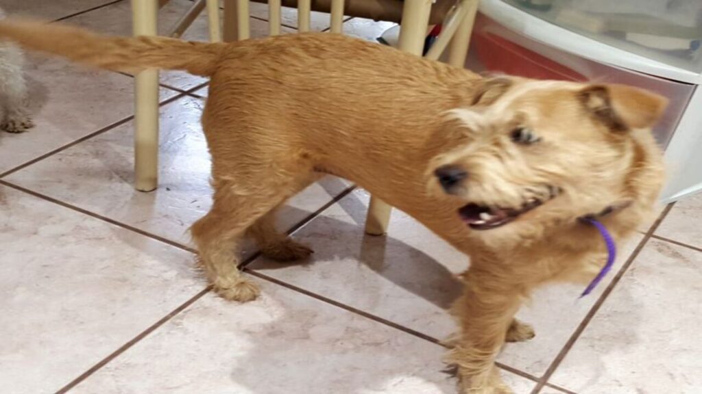 Schnauzer Labrador Mix: Is This The Right Dog For You?