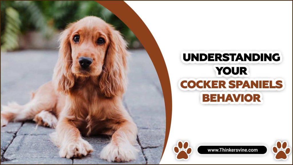 Understanding Your Cocker Spaniels Behavior: Explore 10 ways