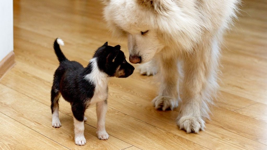 How To Get My Older Dog To Accept The New Puppy [ In 4 Steps]