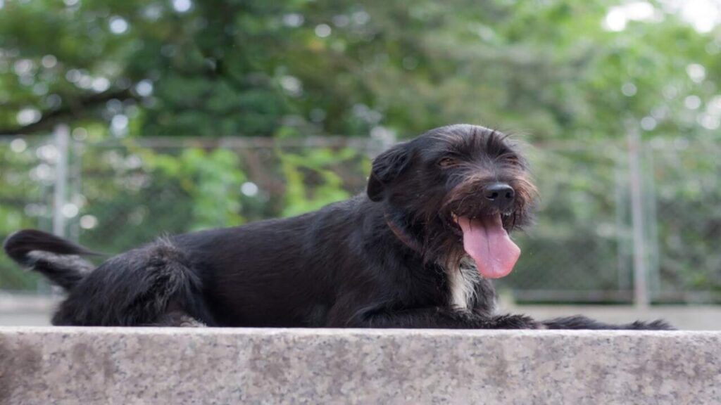 Schnauzer Cocker Spaniel Mix: Know All About Schnocker!
