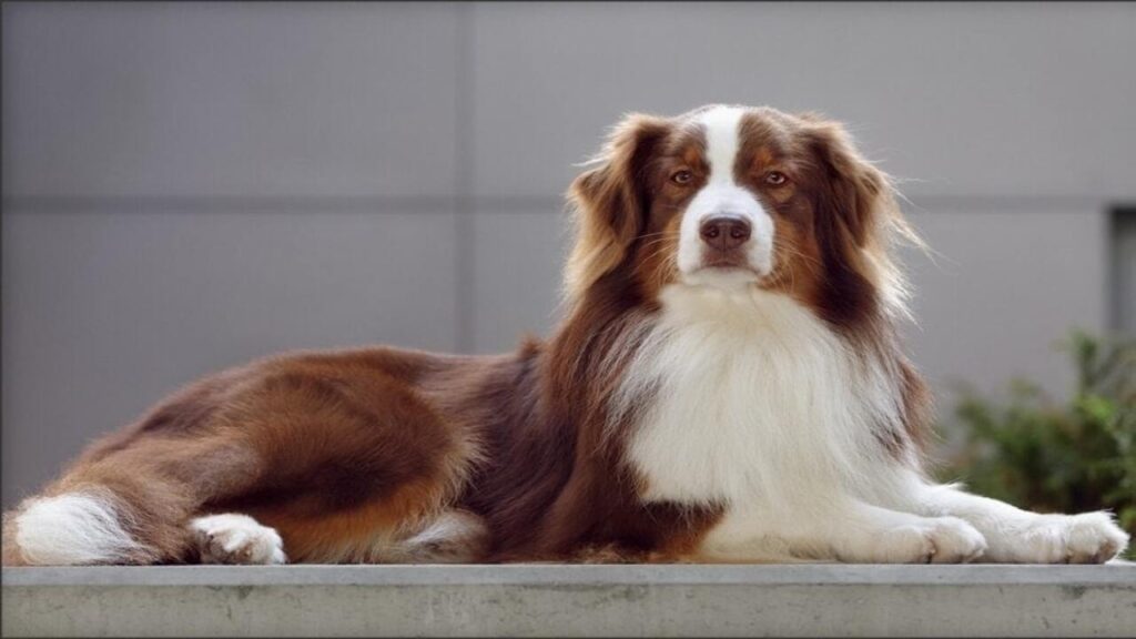 Red Tri Australian Shepherds: All You Need To Know