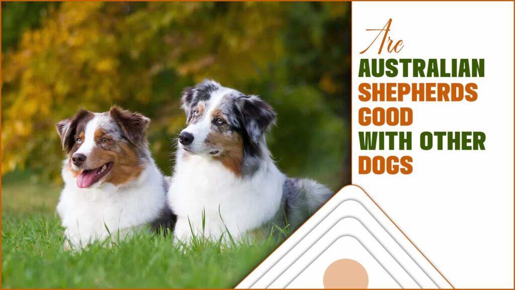 Are Australian Shepherds Good With Other Dogs: Amazing Facts