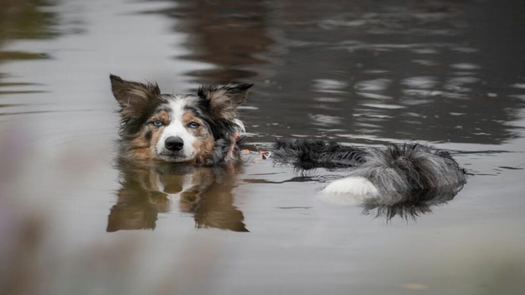 Can Australian Shepherds Swim - Do They Like Swimming?