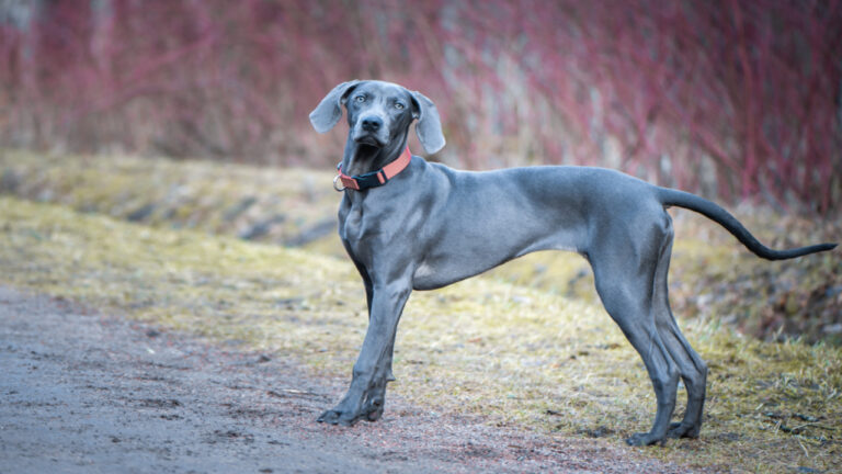 How Many Puppies Do Weimaraners Have - A Comprehensive Guide