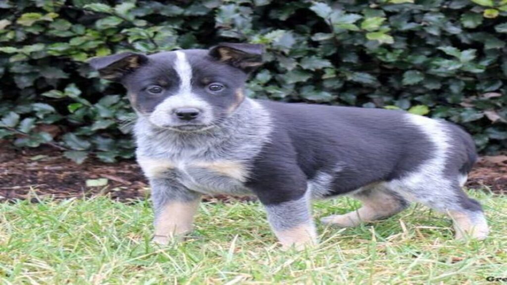 Best Companions for your Blue Heeler - A Definitive Guide