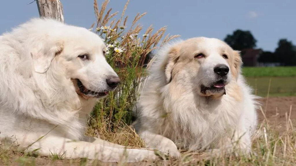Can A Great Pyrenees Be An Inside Dog - You Should Know