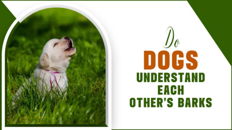 Do Dogs Understand Each Other Barks? - Cracking the Code!