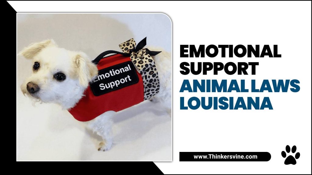 Emotional Support Animal Laws Louisiana: Follow The Guide