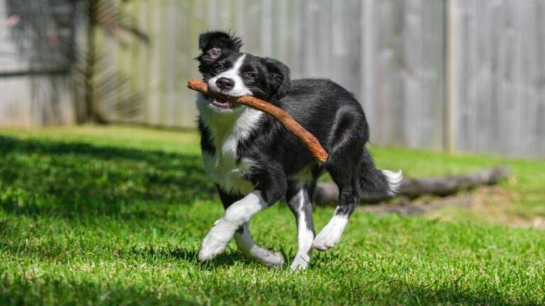 Ways To Bond With Your Border Collie: The Ultimate Guide