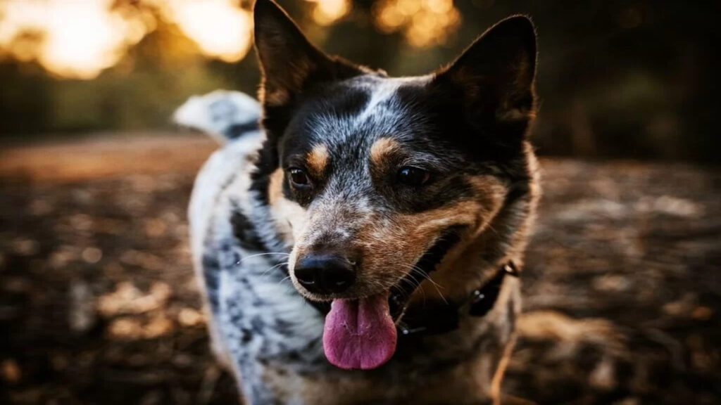Essential Training Commands For Your Blue Heeler - Pro Guide