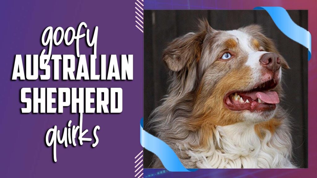 Goofy Australian Shepherd Quirks - A Guide to the Unique Behaviors