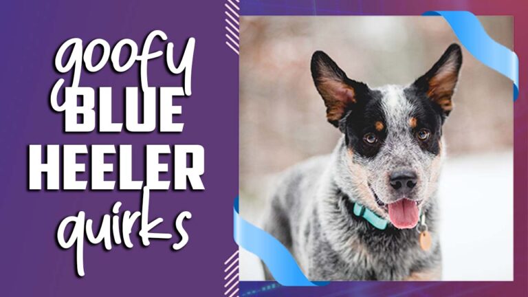 Goofy Blue Heeler Quirks – Dog Behaviors Explained - ThinKersVine