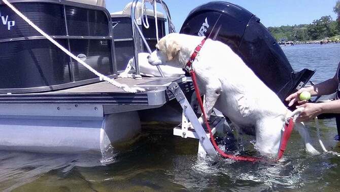 Kayak Platform For Dogs: Elevate Canine Adventures!