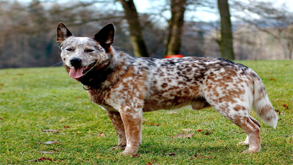 Blue Heeler Vs Queensland Heeler - What's the Difference?